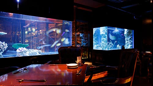 【恵比寿】 熱帯魚を見れるテーブル席 Aoyuzu アクアリウムシートの写真1