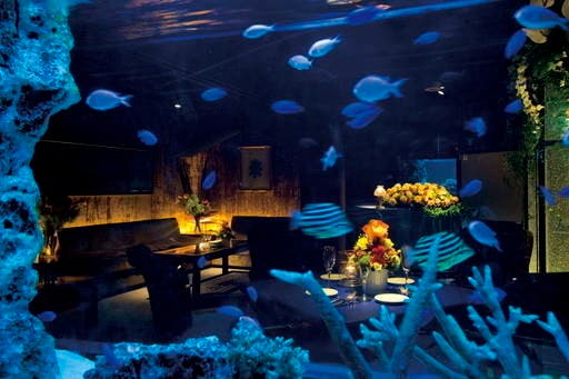 【恵比寿】 熱帯魚を見れるテーブル席 Aoyuzu アクアリウムシートの写真3