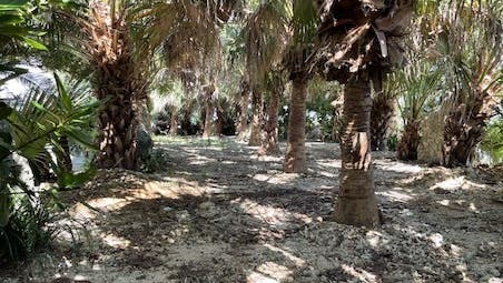 海外リゾートの中にtripしたと錯覚を起こす程のSpecial空間<撮影・イベント・パーティ・BBQ>の写真12