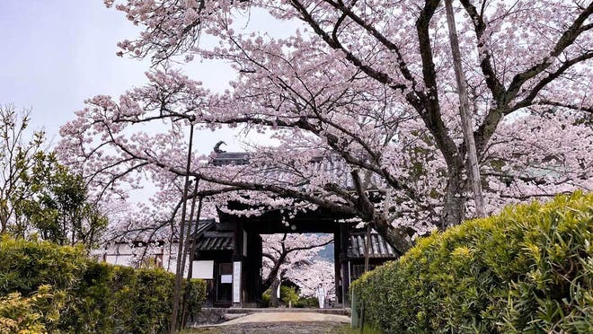 【あすかのまほろば】江戸時代に建てられた修繕中の木造古民家を限定公開。やすらぎとくつろぎのひと時を過ごしませんか?の写真29