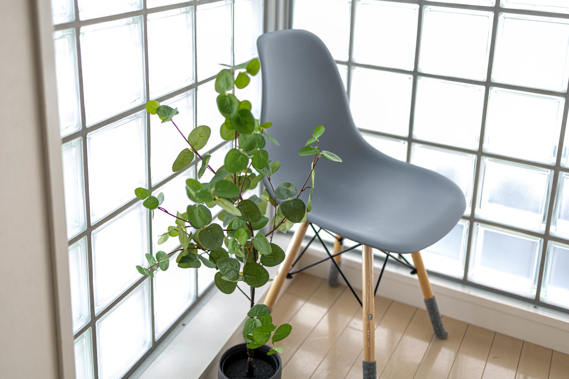 Ｈ１．豊富なグリーンとナチュラルな自然光がおすすめ　原宿・表参道のハウススタジオの写真9