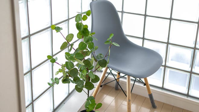 H1.豊富なグリーンとナチュラルな自然光がおすすめ 原宿・表参道のハウススタジオの写真8