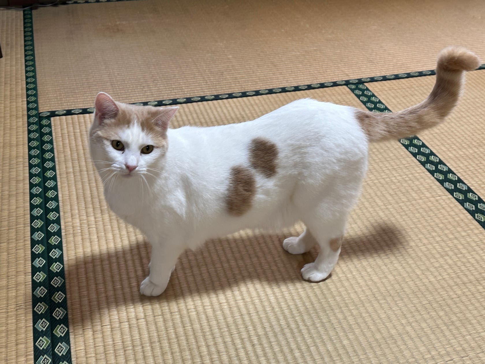 広々な和室！ 猫とも触れ合える！の写真7