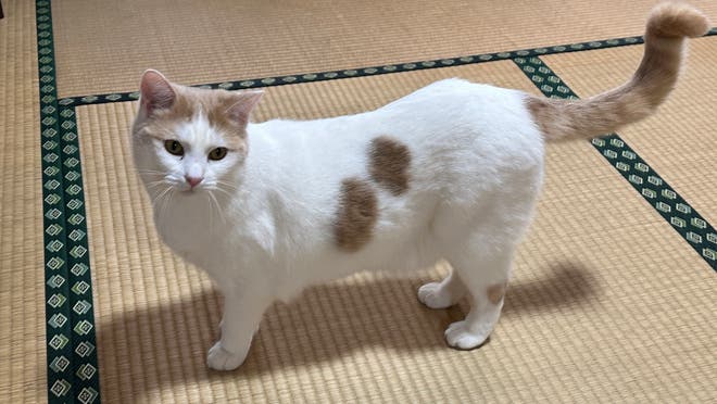 広々な和室! 猫とも触れ合える!の写真7