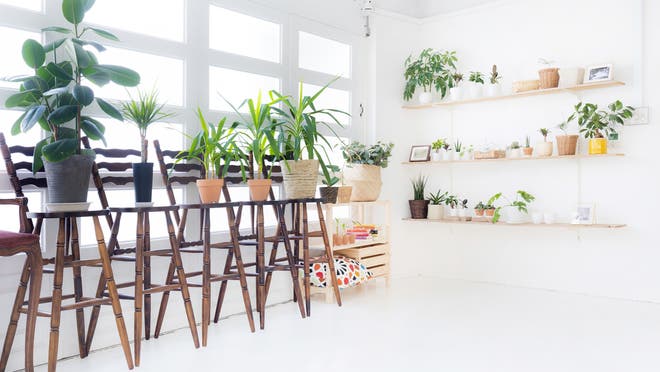 【笹塚・幡ヶ谷】木目が印象的で家具や植物が豊富な撮影スタジオ。新宿駅西口よりタクシー10分の写真14