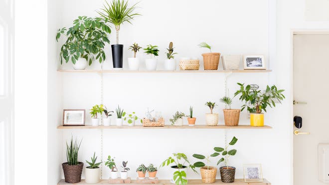 【笹塚・幡ヶ谷】木目が印象的で家具や植物が豊富な撮影スタジオ。新宿駅西口よりタクシー10分の写真15