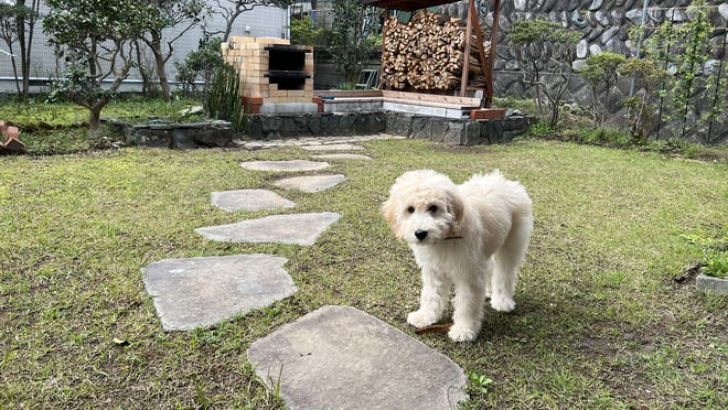 湘南ソラル・最大12名一棟貸切/高速WiFi/芝生ドッグラン・大型犬OK・ピザ窯BBQ有の写真4