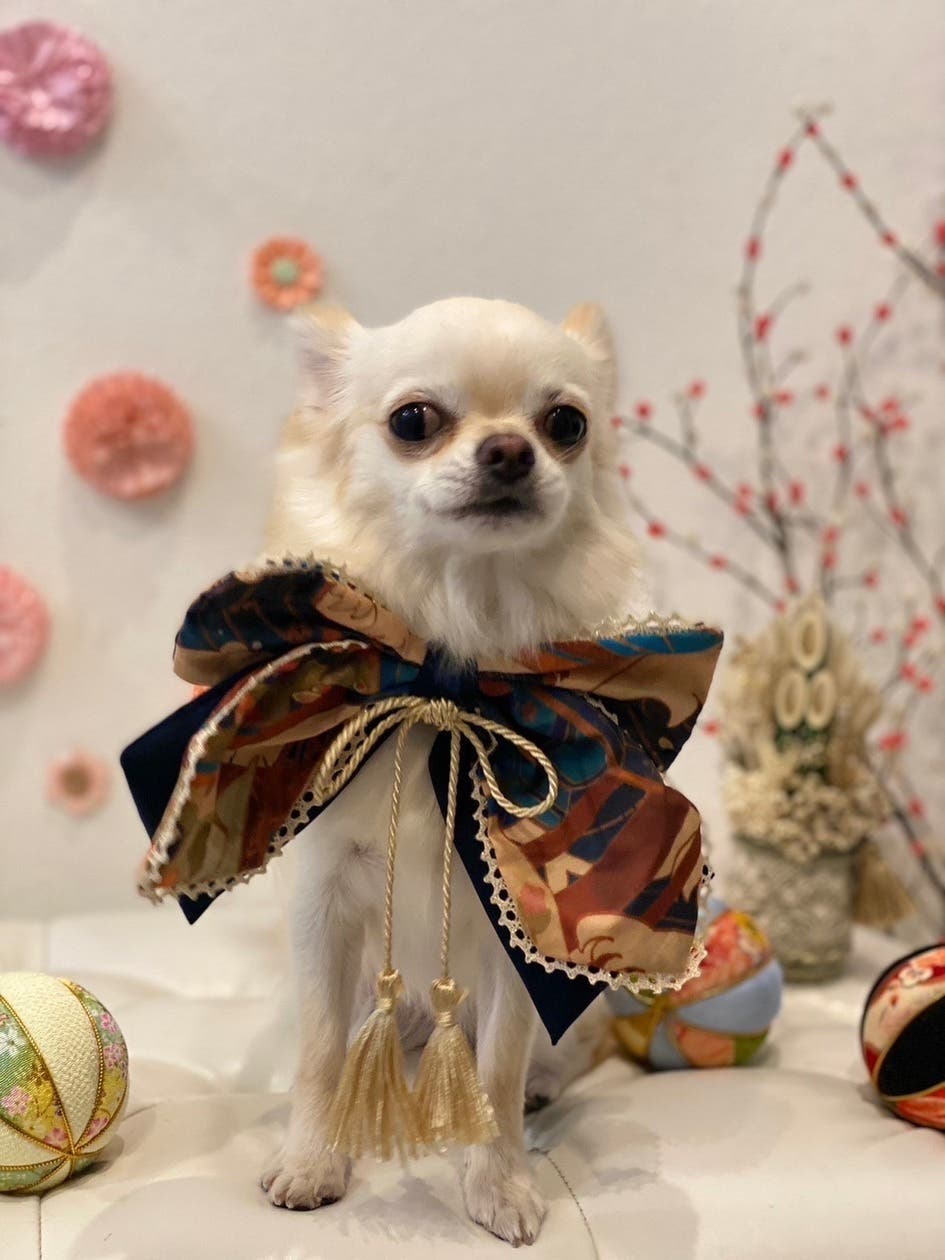 🐶🐈🐰【ペット同伴/1匹あたり】清掃・消毒費の画像1