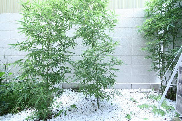 B31 大きなベッドでゴロゴロ　ママ会・女子会・お勉強会　なんでも！の写真8