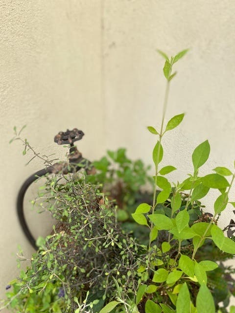 【祖師ヶ谷大蔵駅5分／テラス】ロケや撮影会、ポップアップストアに最適なペットOKのカフェのテラススペースの写真16