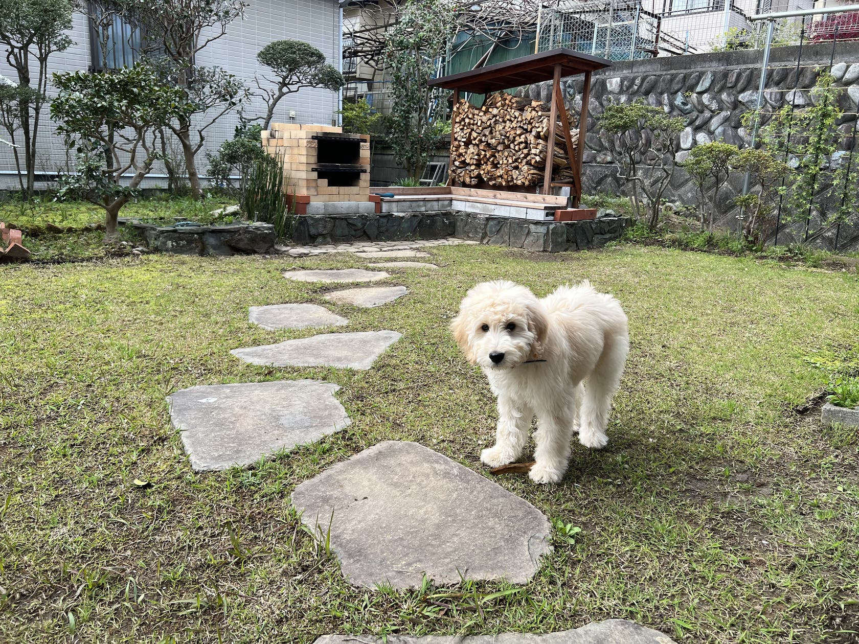 わんちゃん（10キロ未満の小型犬）の画像1