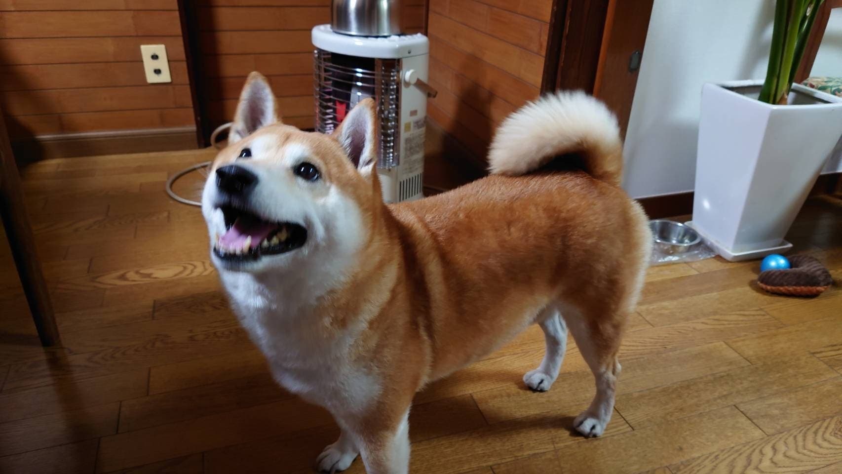 わんちゃん（25キロ未満の中型犬）の画像1