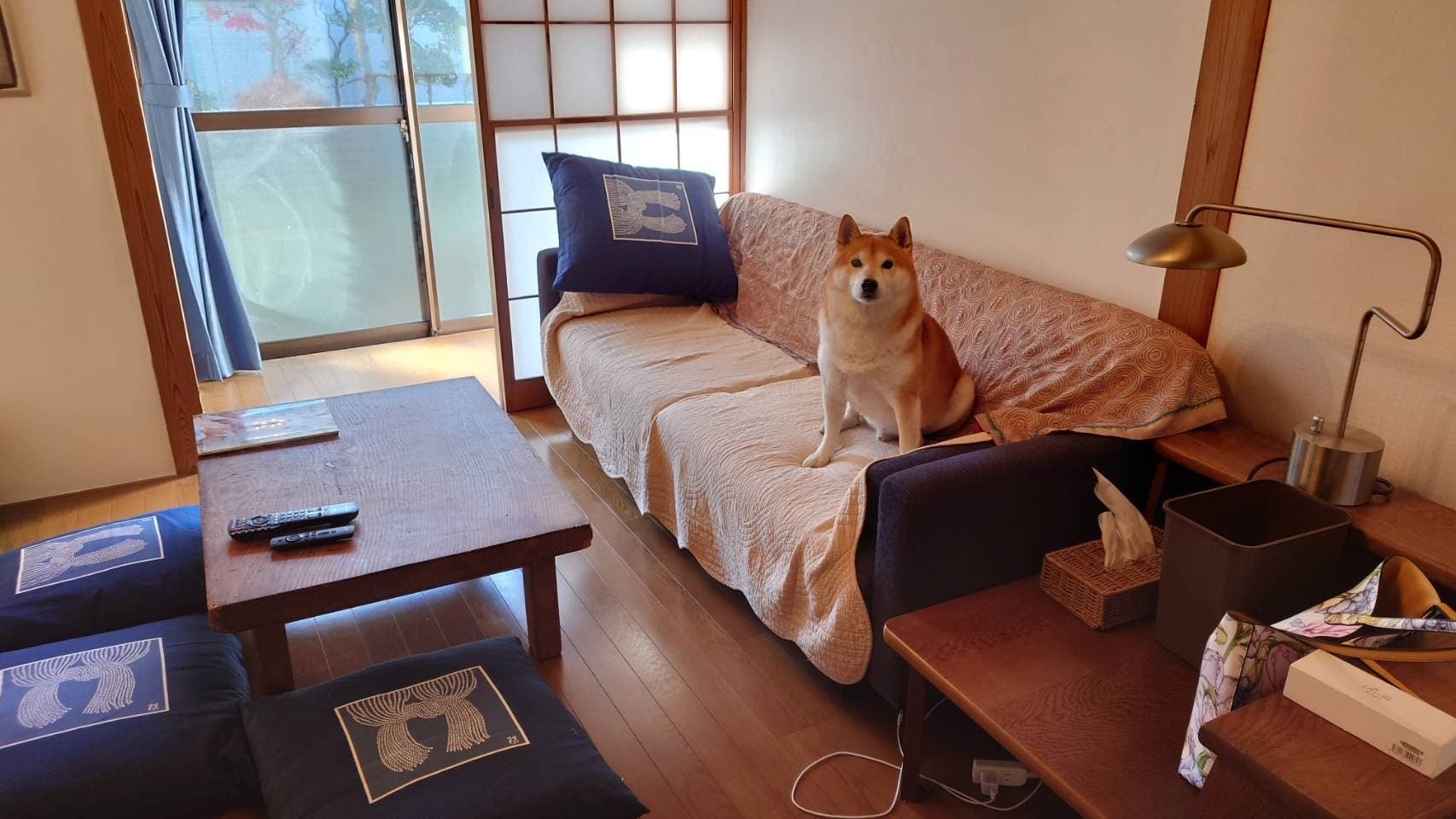 わんちゃん（25キロ未満の中型犬）の画像2