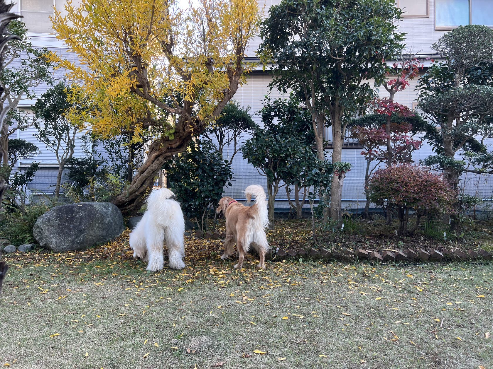 わんちゃん（25キロ以上の大型犬）の画像2
