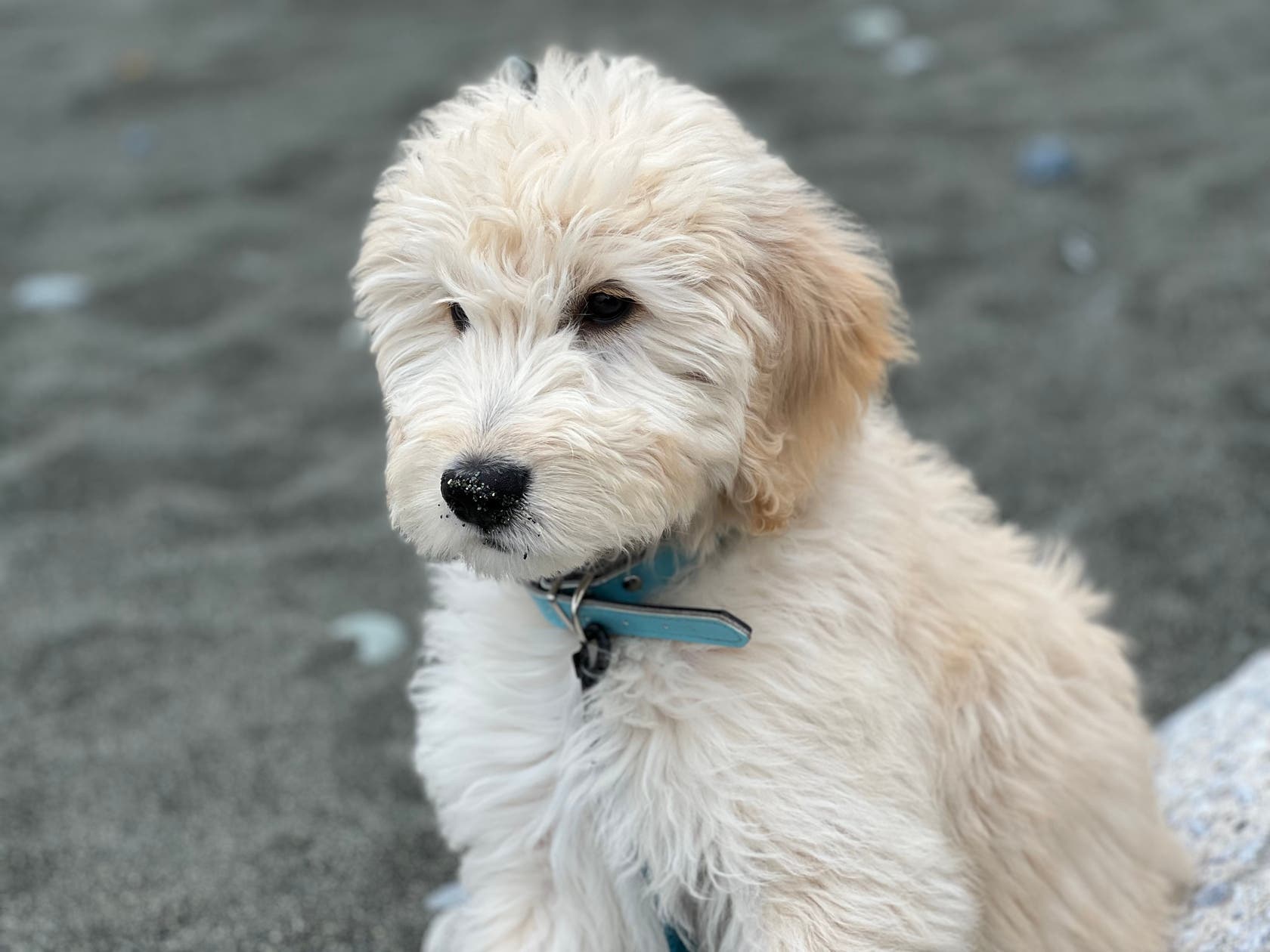 わんちゃん（10キロ未満の小型犬）の画像2