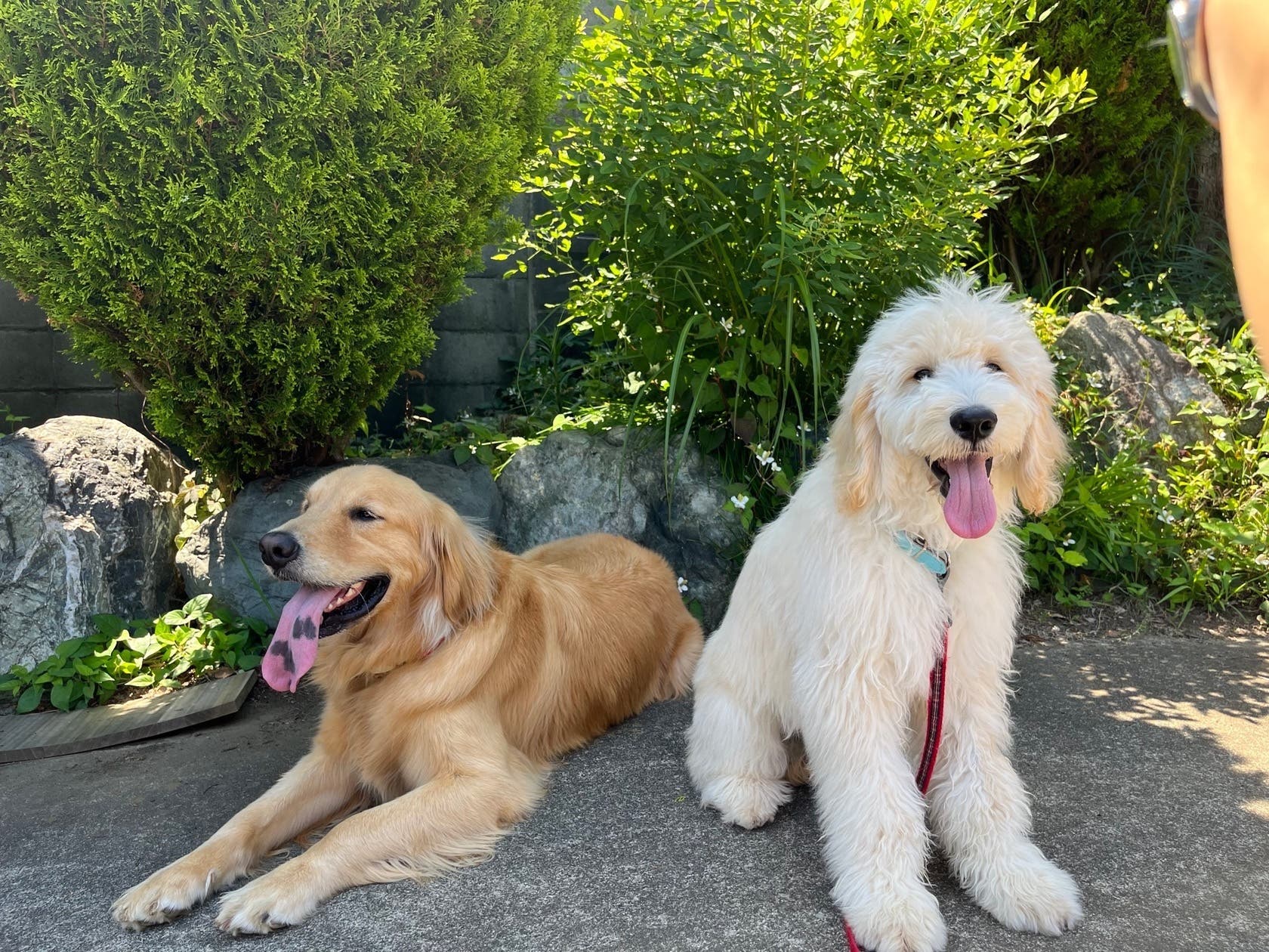 わんちゃん（25キロ以上の大型犬）の画像3