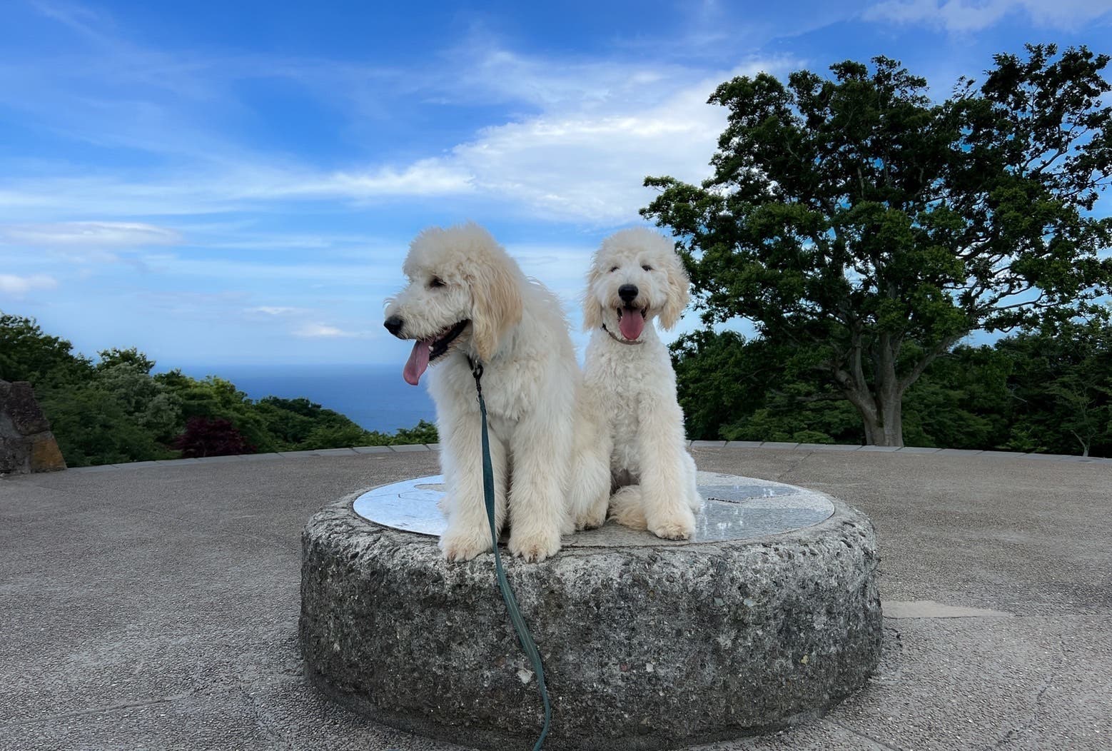 わんちゃん（25キロ未満の中型犬）の画像3