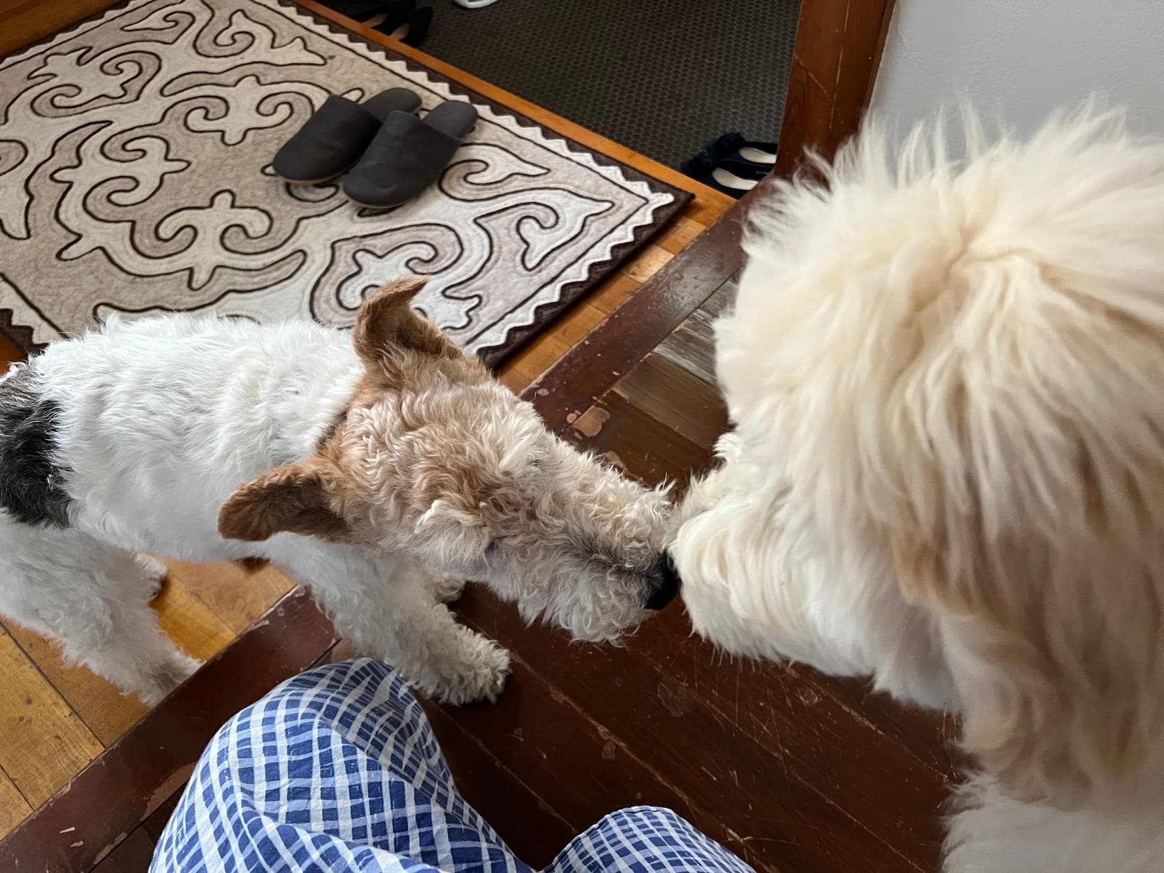 わんちゃん（10キロ未満の小型犬）の画像3