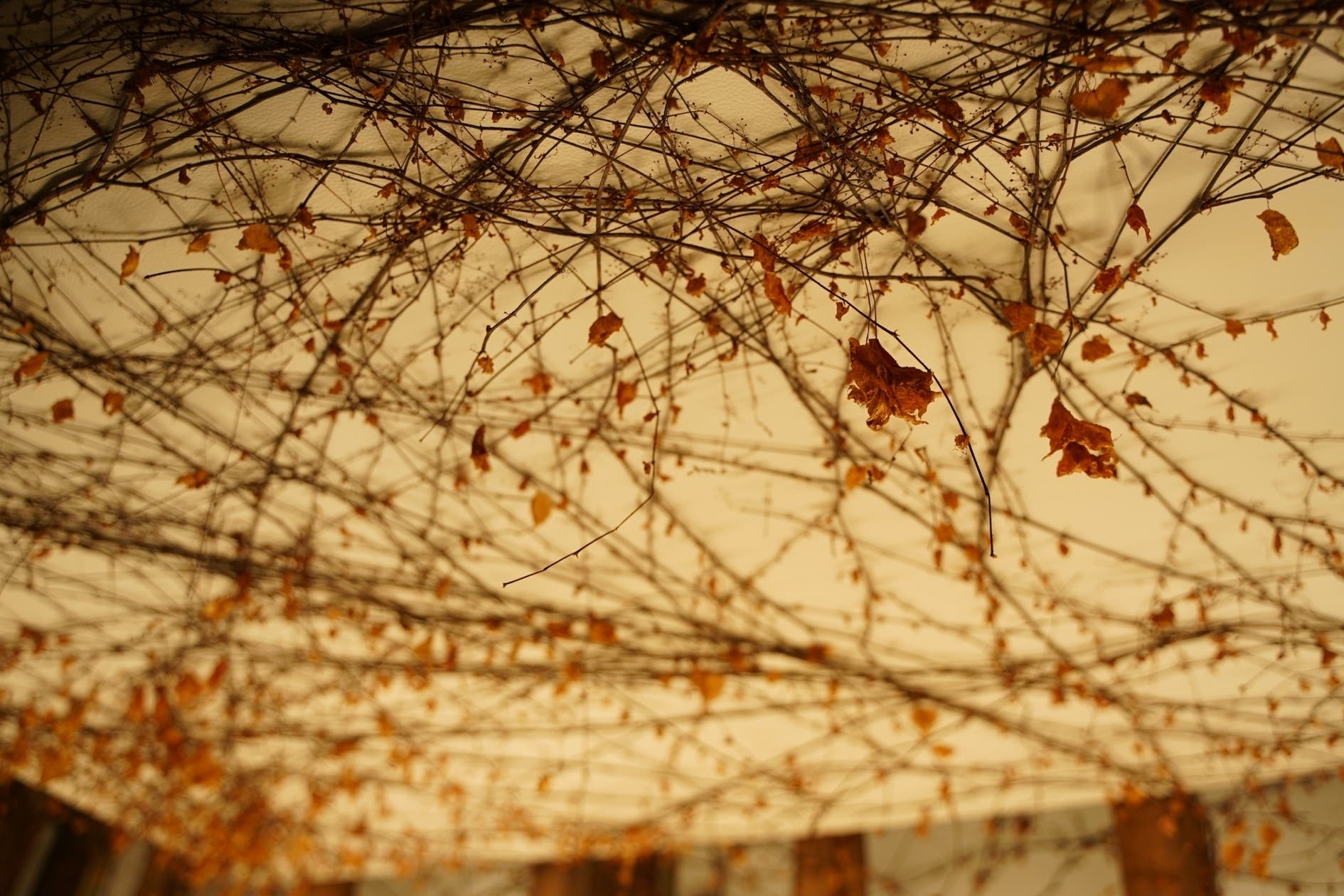 カフェスタイルHAZUKIの写真20