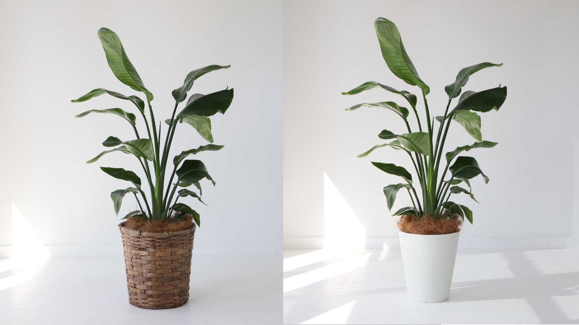 【六本木駅徒歩6分】追加オプション料金なし！自然光◎・照明/機材○ 白壁白床「aNmoda STUDIO」の写真14