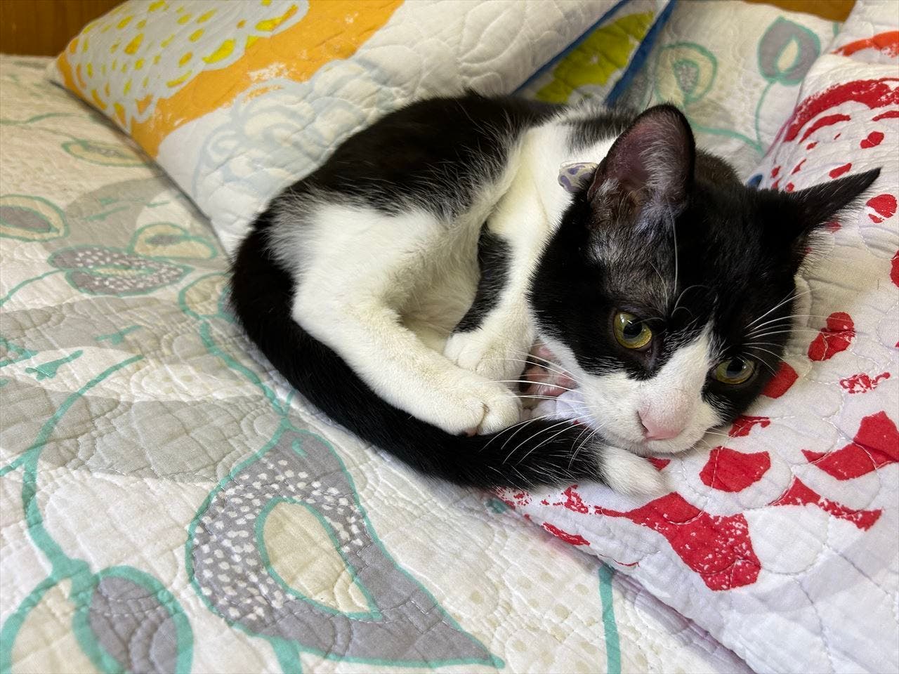 木のぬくもりを感じる個室スペース。様々な目的利用に！猫もいるニャ🐱の写真26