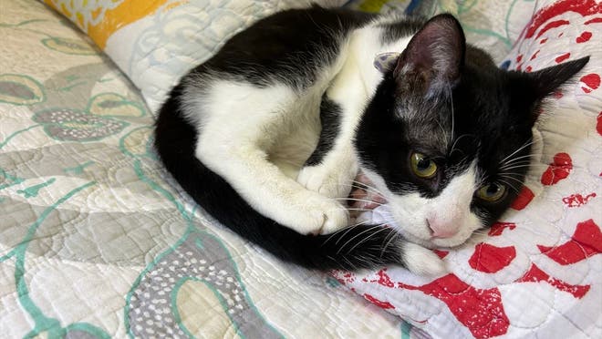 木のぬくもりを感じる個室スペース。様々な目的利用に!猫もいるニャ🐱の写真26