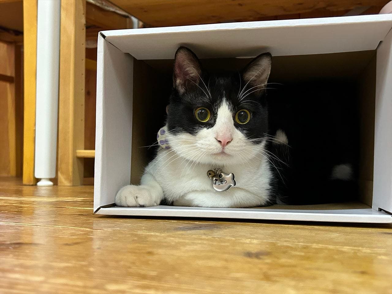 木のぬくもりを感じる個室スペース。様々な目的利用に！猫もいるニャ🐱の写真25