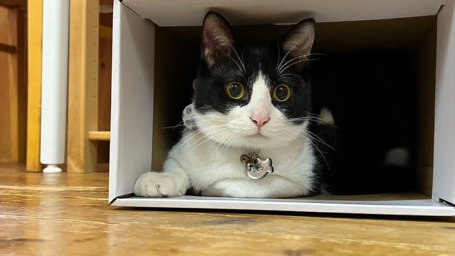 木のぬくもりを感じる個室スペース。様々な目的利用に!猫もいるニャ🐱の写真25