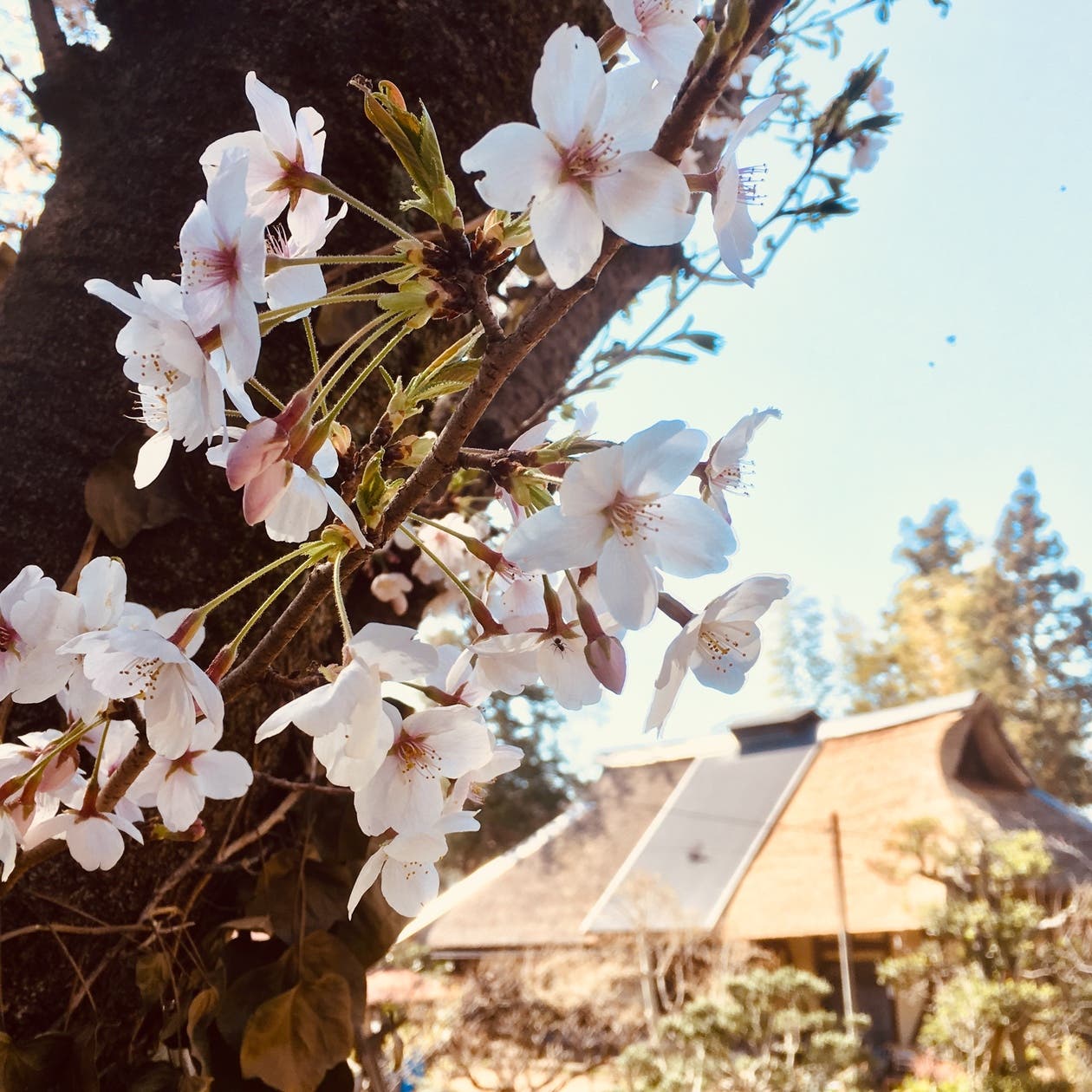 【明治初期築の茅葺き古民家】【動画配信OK】【CM/収録撮影OK】【コスプレ・ポートレイト撮影OK】【１棟丸貸し】の写真21