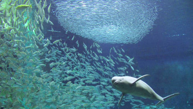 南知多ビーチランド&南知多おもちゃ王国 【12月~2月限定】の写真1