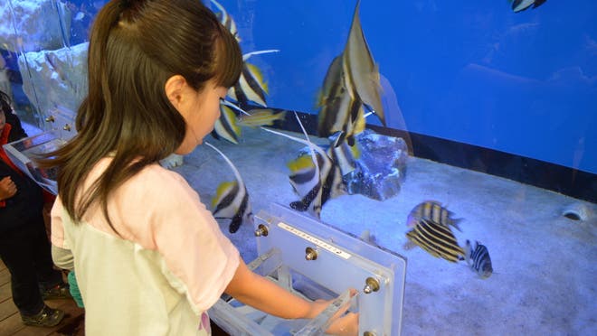 南知多ビーチランド&南知多おもちゃ王国 【12月~2月限定】の写真3