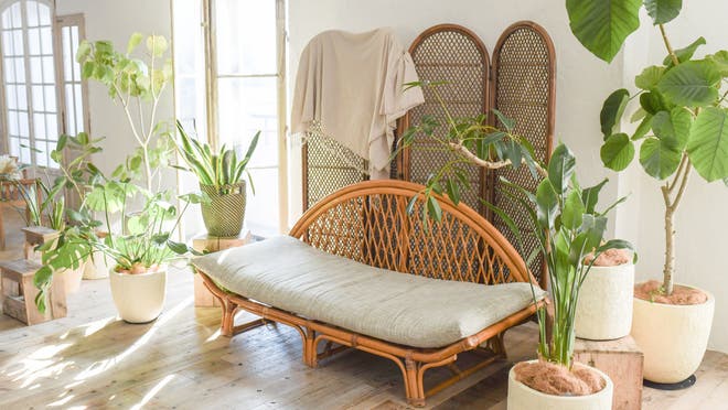 自然光|機材無料|漆喰壁|こだわりインテリア|豊富な撮影シーン|屋上撮影|たくさんのグリーンが自慢の写真1