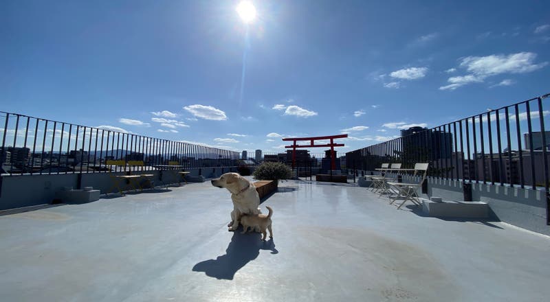 屋上の使い方は自由！犬友とオフ会、撮影会、カフェ、パーティーなどに