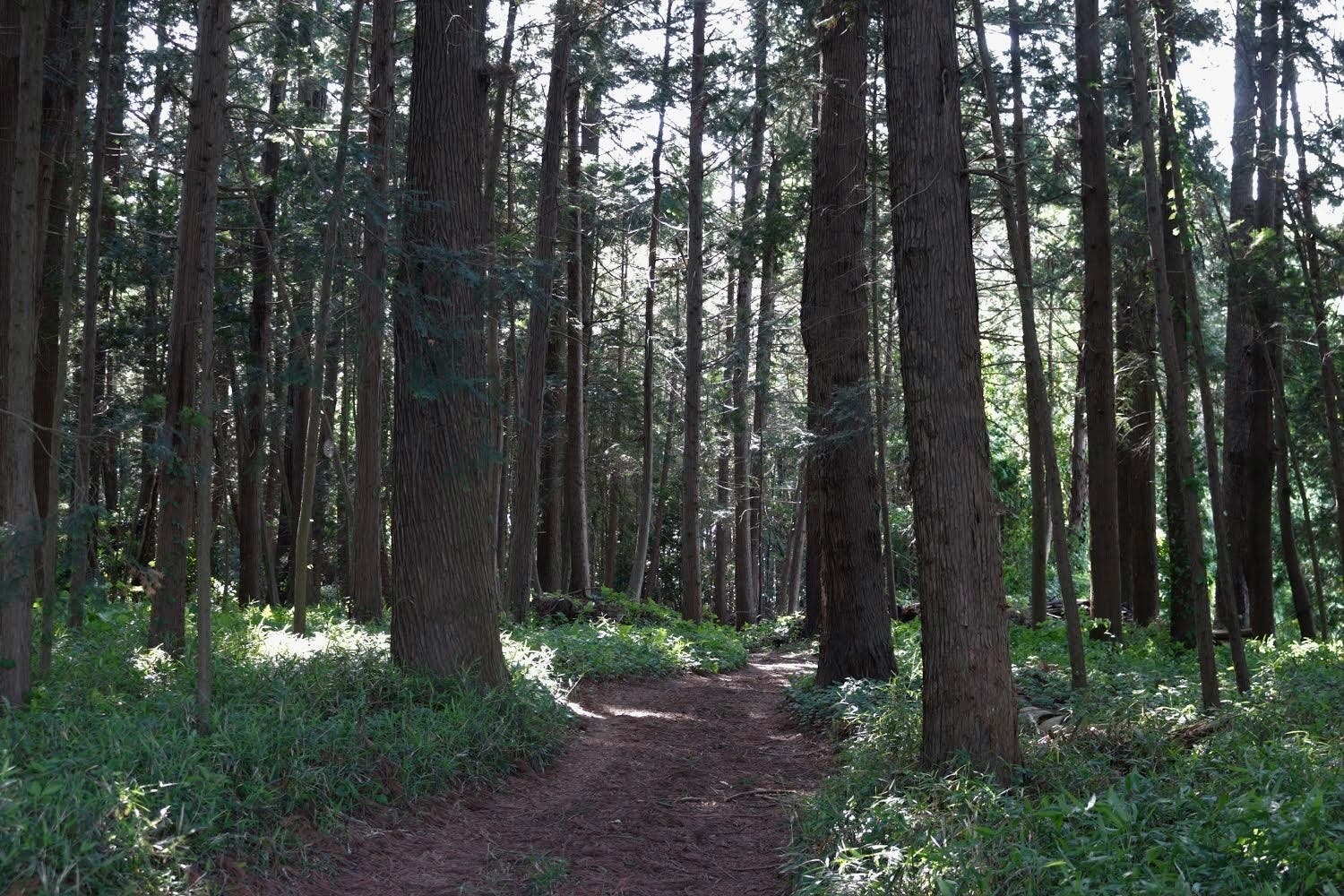 長屋門・母屋・3つの蔵・日本庭園・屋敷林で構成された農家屋敷の写真26
