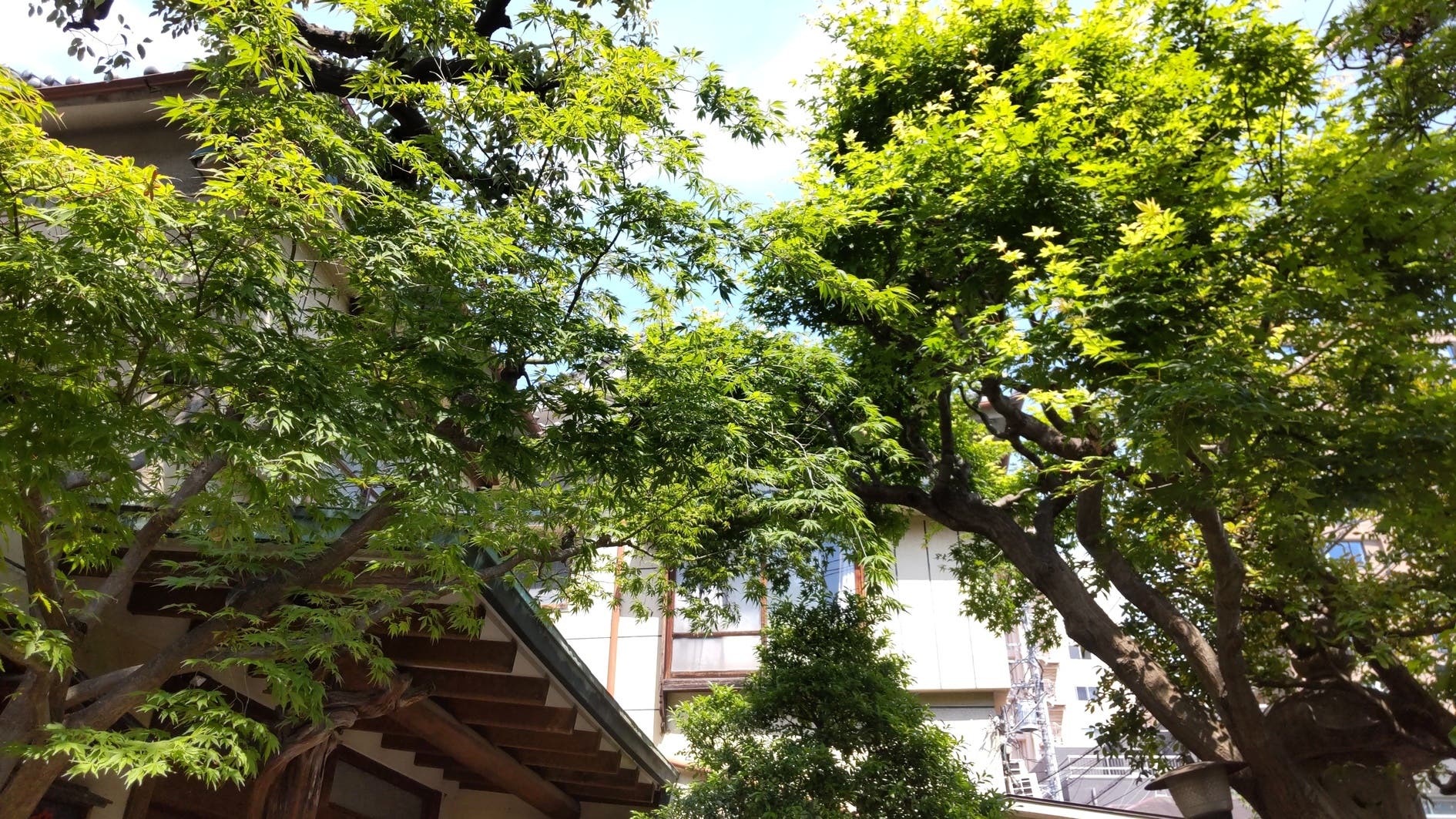 都心にある伝統的旅館の和室　中広間（22畳）。様々な利用可能。館内の意匠をこらした設え・昭和レトロポップは旅館ならではの魅力　の写真13