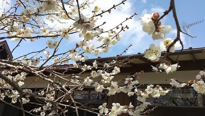 古民家とピザ窯付きガレージ完全貸切。BBQ/ピザ焼/コスプレ撮影に。の写真23