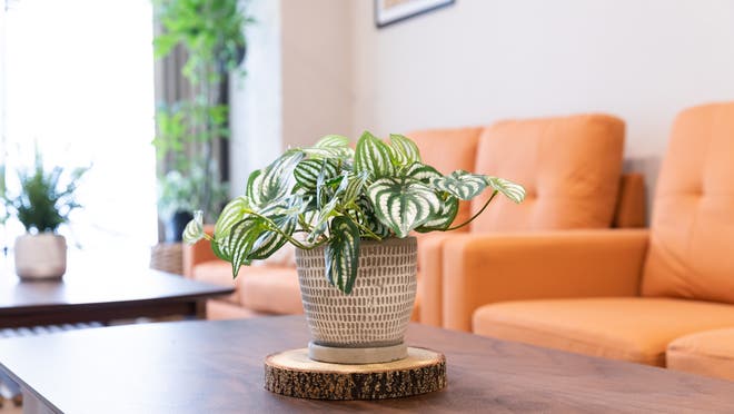 ボドゲ秋葉原6号店🌟ボードゲーム60種類🎲TVゲーム完備🎮大画面TV📺撮影スタジオ📷光回線⚡動画向きの写真16