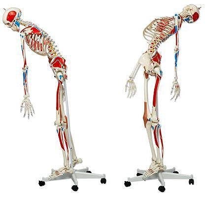 骨格模型の画像1