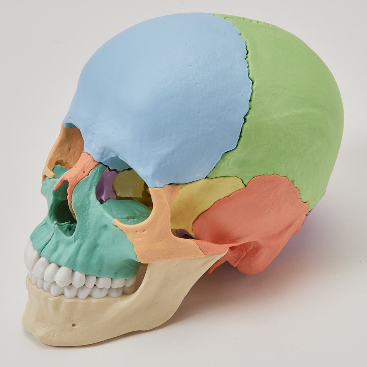 頭蓋模型の画像1