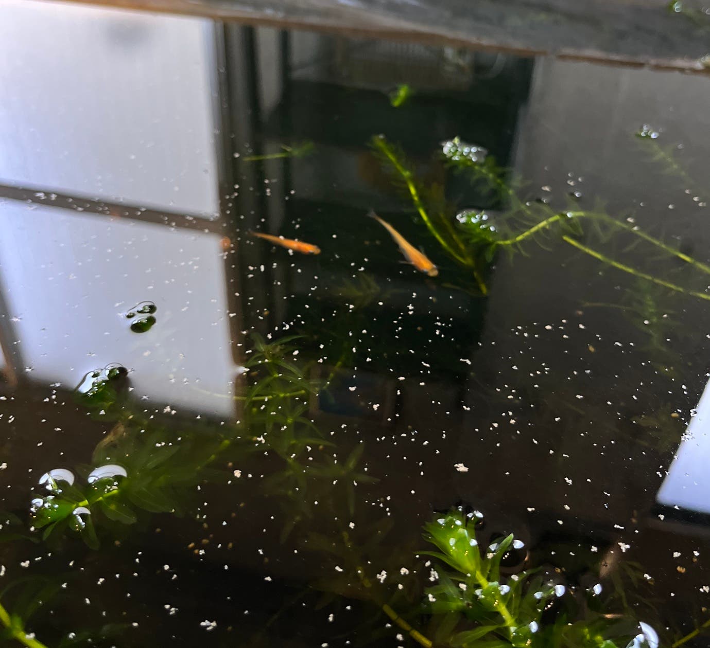 CO-WORKING、女子会、食事会、お茶会、ボドゲ、コスプレ、イベント✨ATELIER LANIAKEA✨の写真8