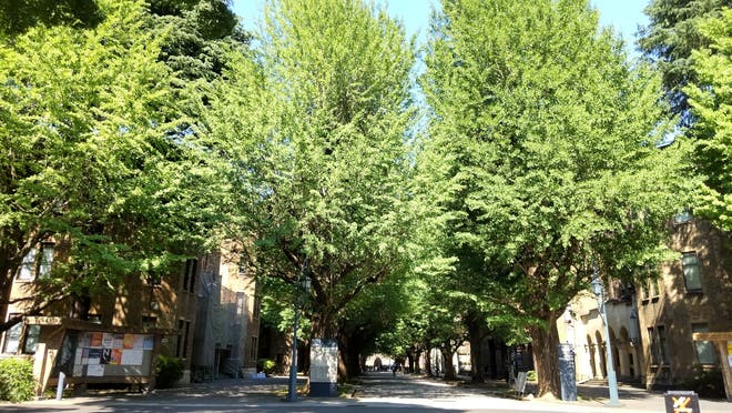 都心にある伝統的旅館の和室 客室(12畳)付き。 商用撮影利用。館内の意匠をこらした設え・昭和レトロポップは旅館ならではの魅力の写真9