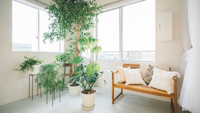 JR高円寺駅徒歩2分✳︎自然光と植物の撮影スタジオの写真1