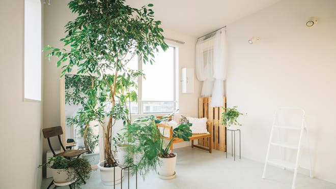 JR高円寺駅徒歩2分✳︎自然光と植物の撮影スタジオの写真2