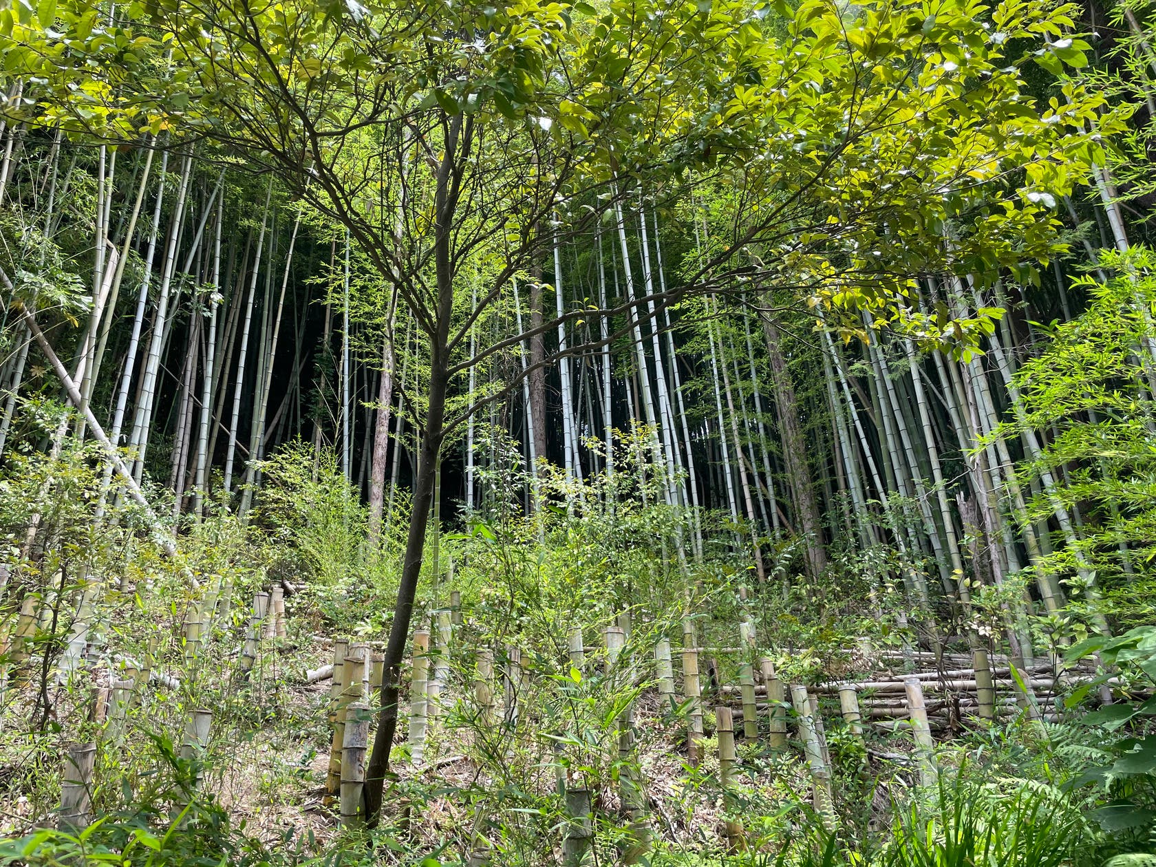 【和物廃墟】江戸・大正の雰囲気、貸切の竹林と着替えできる民家の写真17