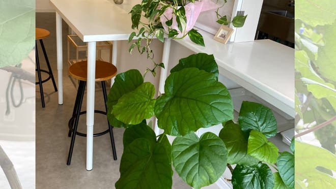 【愛知県長久手市 カフェ風レンタルキッチンスタジオ】ロケ/撮影/動画配信/教室/会議に★調理器具/食器/キッチン利用込♪の写真3