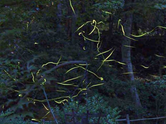 撮影限定　1万坪の日本庭園を贅沢に貸切って本格撮影の写真6