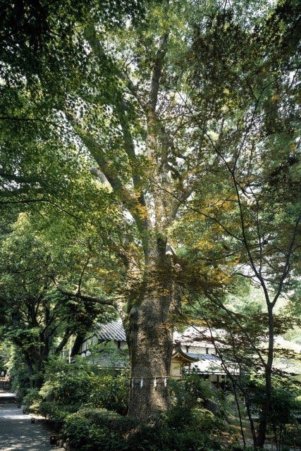 撮影限定　1万坪の日本庭園を贅沢に貸切って本格撮影の写真7