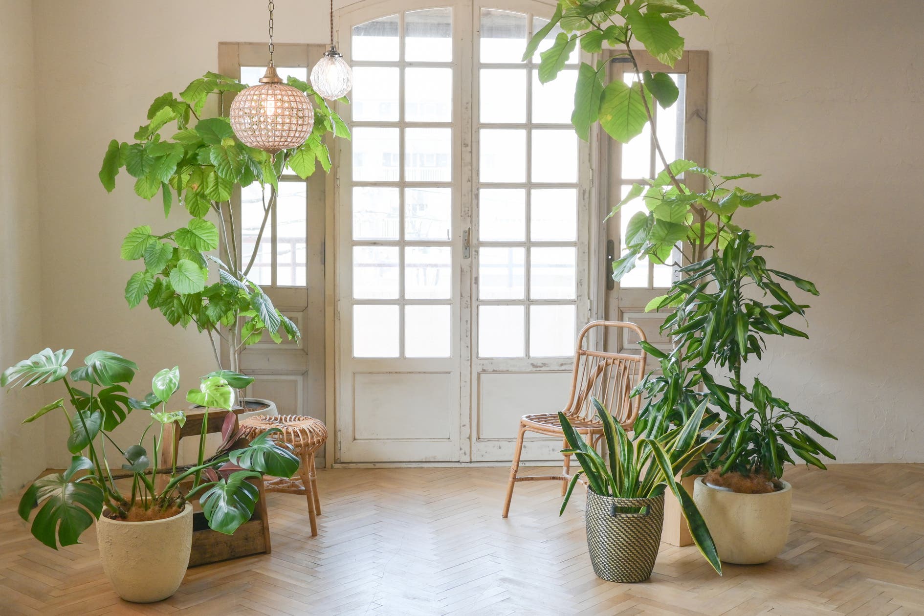 自然光｜機材無料｜漆喰壁｜こだわりインテリア｜豊富な撮影シーン｜屋上撮影｜たくさんのグリーンが自慢の写真8