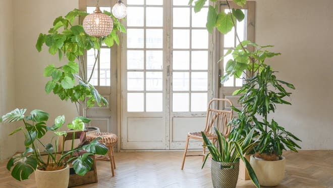 自然光|機材無料|漆喰壁|こだわりインテリア|豊富な撮影シーン|屋上撮影|たくさんのグリーンが自慢の写真8