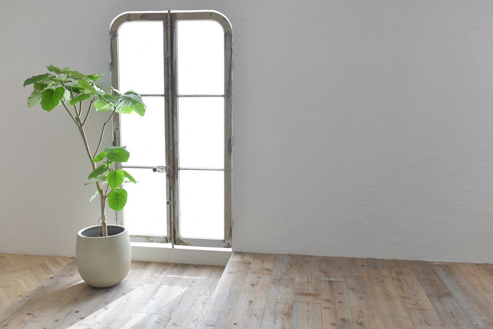 自然光｜機材無料｜漆喰壁｜こだわりインテリア｜豊富な撮影シーン｜屋上撮影｜たくさんのグリーンが自慢の写真13